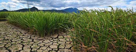 Big Data Rice Research Helps to Feed the World - Inside DNAnexus